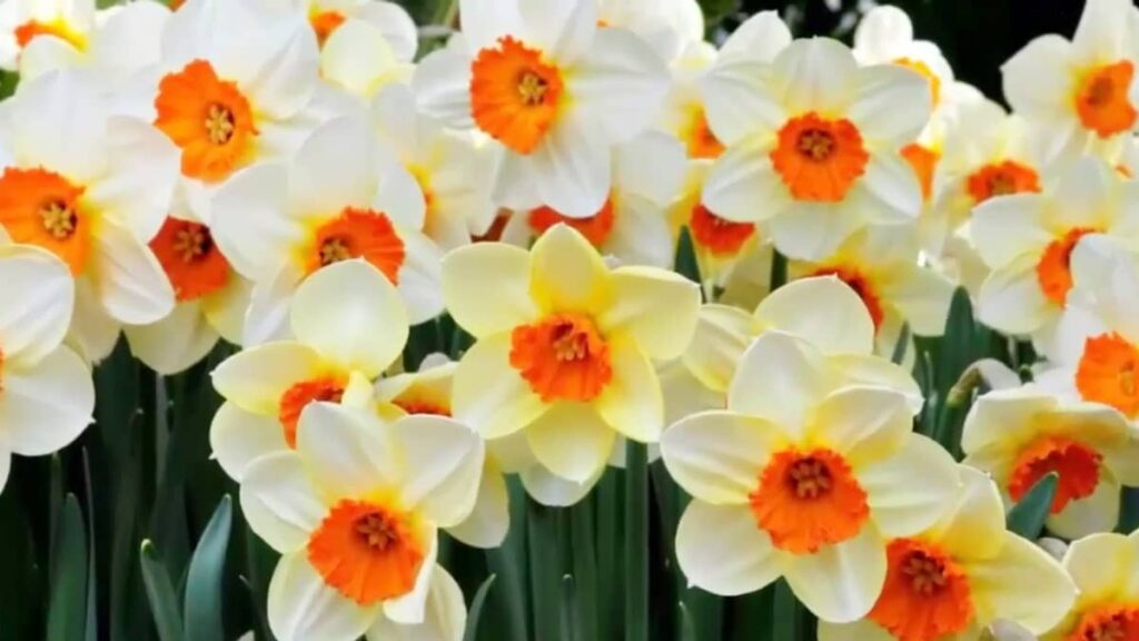 Bunga Daffodil: Ceria dan Penuh Makna untuk yang Lahir di Bulan Maret