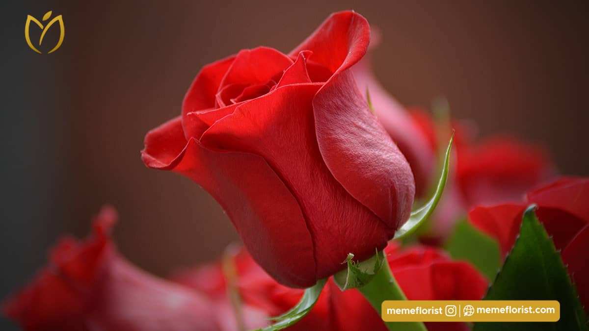 Bikin Pasangan Meleleh Dengan Bunga Romantis Hadiah Anniversary